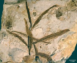 Schätze rund ums Siebengebirge